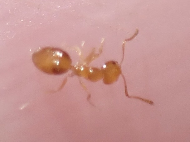 Little Yellow Ant from BM on June 12, 2022 at 01:22 PM by Luke Foster ...