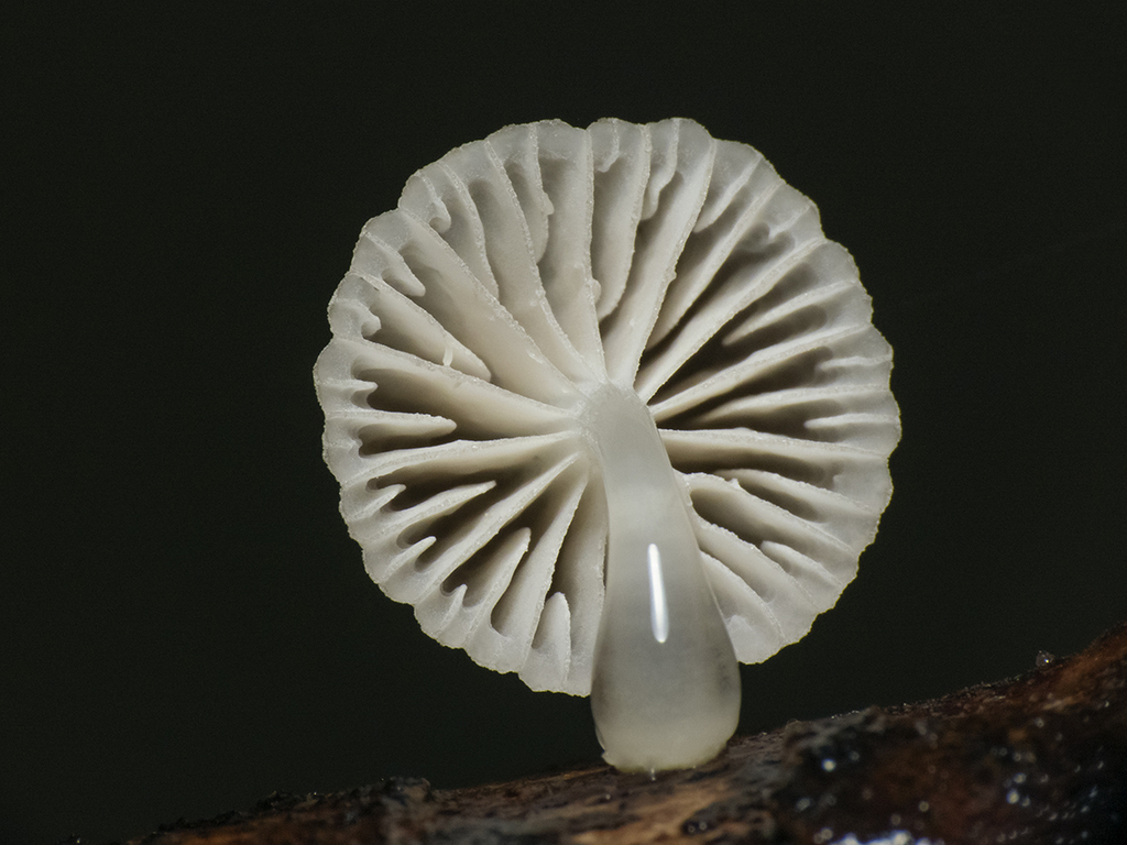 Austral Dripping Bonnet from Linares, Maule, Chile on April 15, 2022 at ...