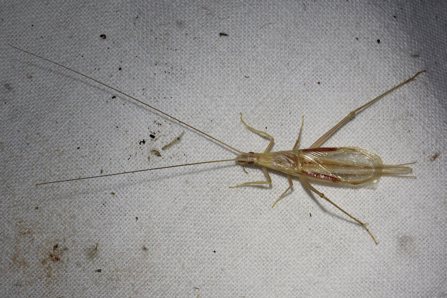 Oecanthus rufescens Serville, 1838