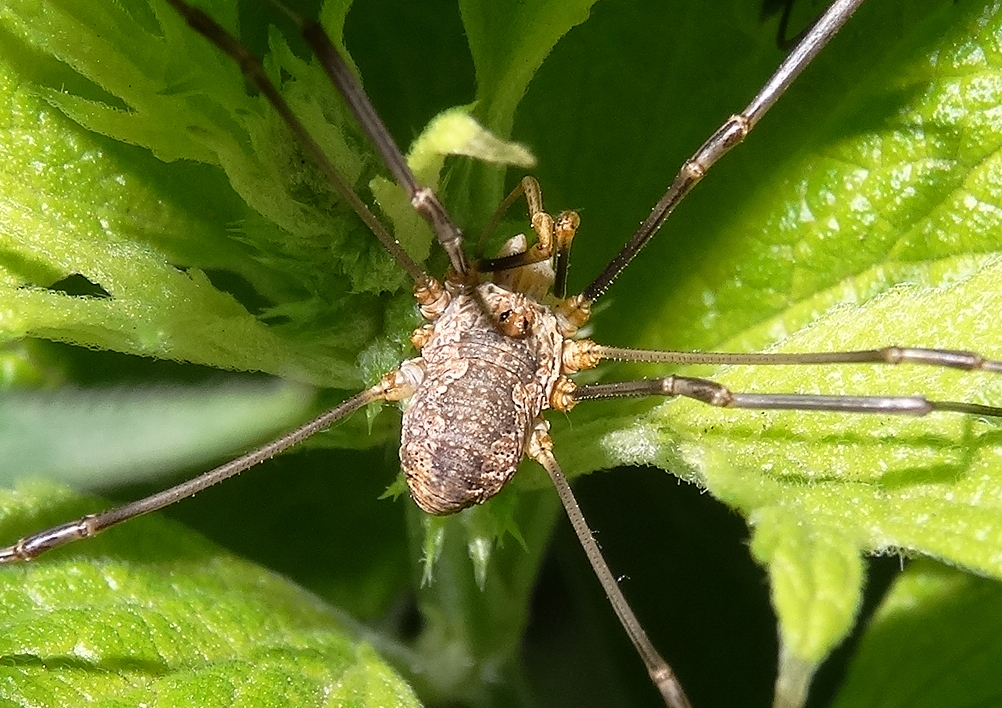 European Harvestman from Taylor Creek, Toronto, ON, Canada on June 11 ...