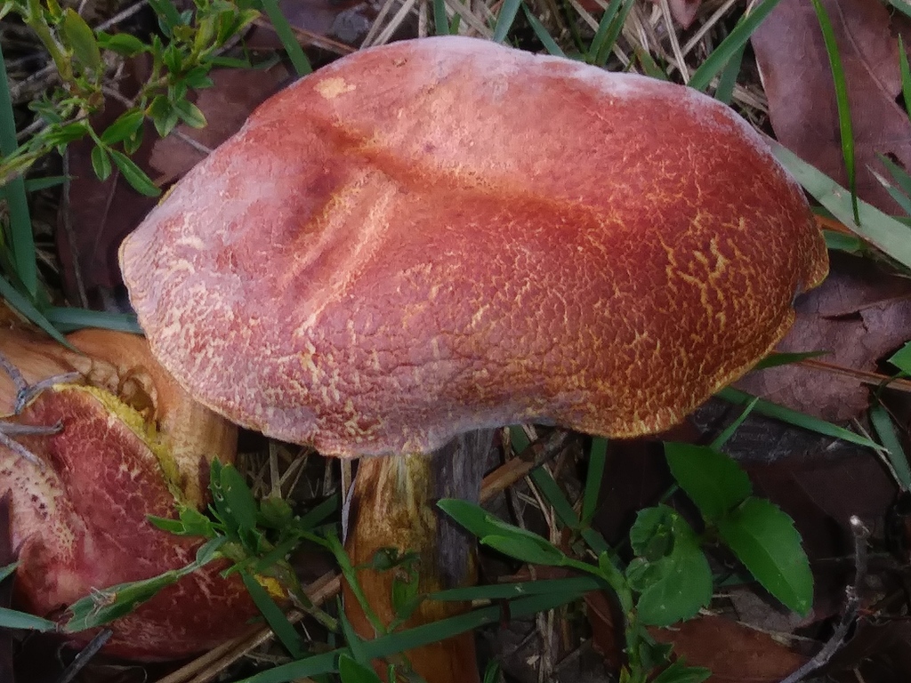 boletes from SW 152nd St, Miami, FL 33176, USA on June 12, 2022 at 07: ...