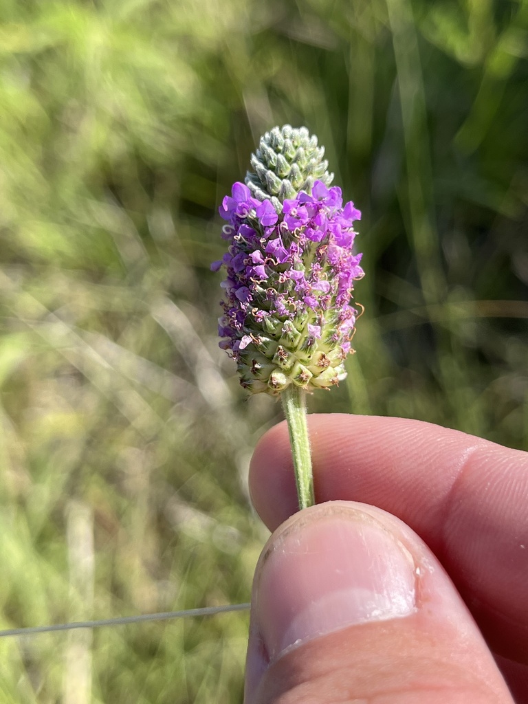 Compact Prairie Clover from SH-46, Spring Branch, TX, US on June 12 ...