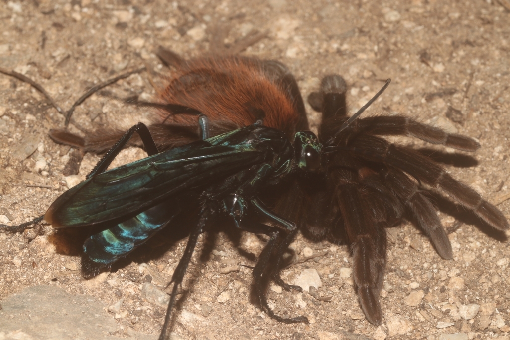 Mexican Tarantula-hawk Wasp from Leona Vicario on June 10, 2022 at 08: ...