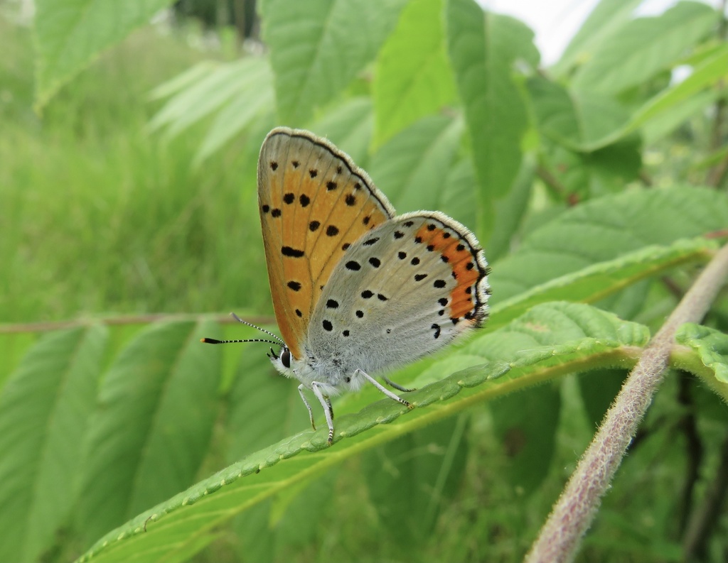 Bronze Copper from Sag Quarries Forest Preserve (Ccfpd), Lemont, IL, US ...