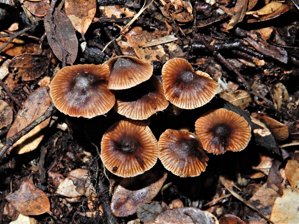 Webcaps from Fern Walk, Pohangina Valley, New Zealand on June 29, 2018 ...