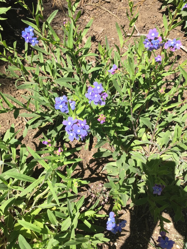 Sierran stickseed from Stanislaus National Forest, Tuolumne County, US ...