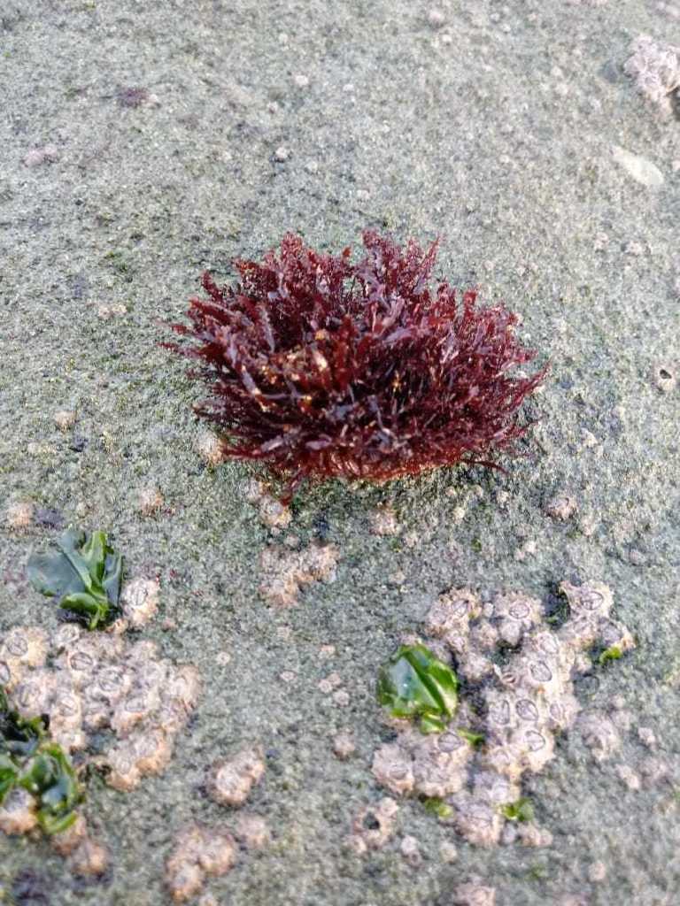 Gelidium chilense from cocholgue on June 14, 2018 by mariaelisavergara ...