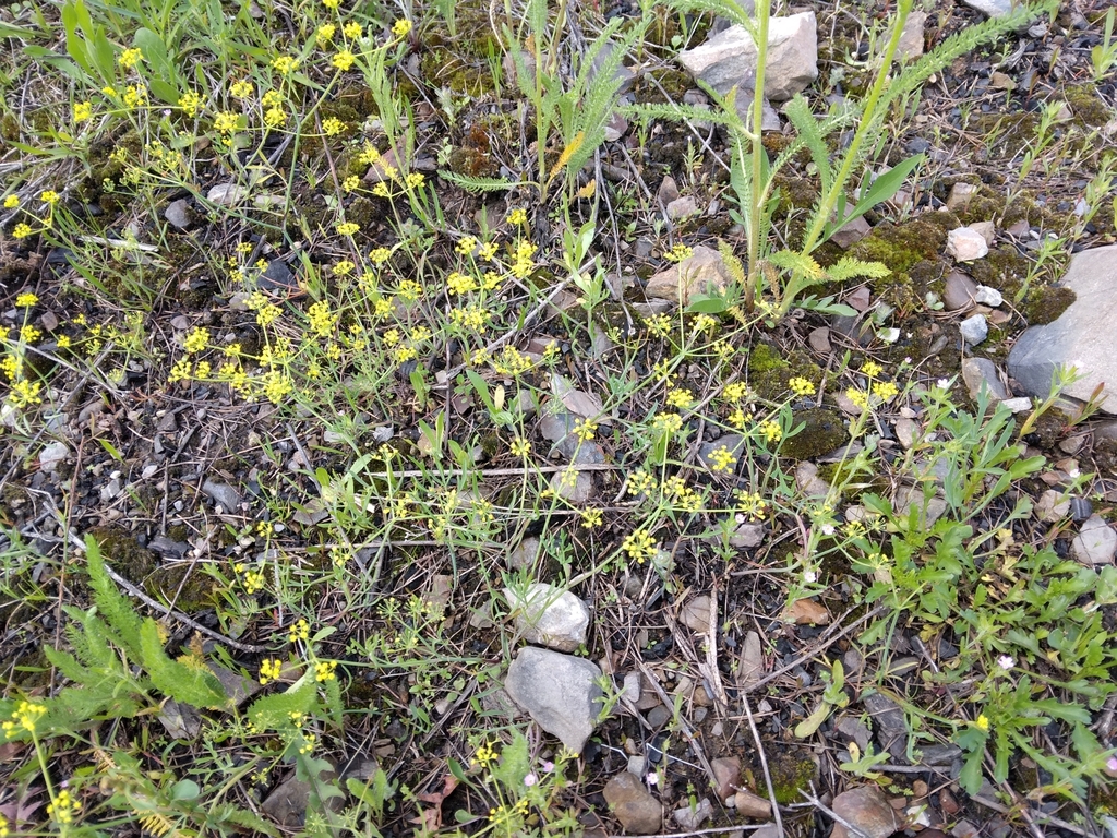 Wyeth Biscuitroot from Bonner County, ID, USA on June 12, 2022 at 11:57 ...