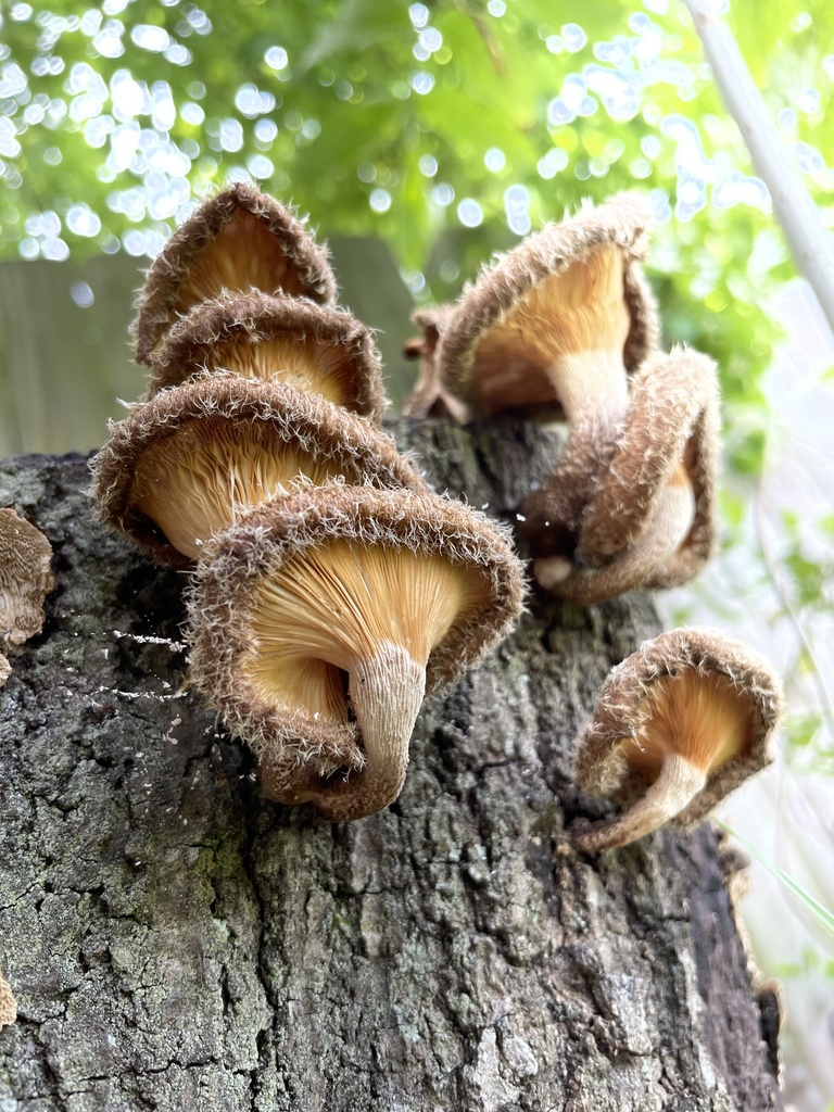 Lentinus berteroi in June 2022 by Kaylyn Pearce · iNaturalist