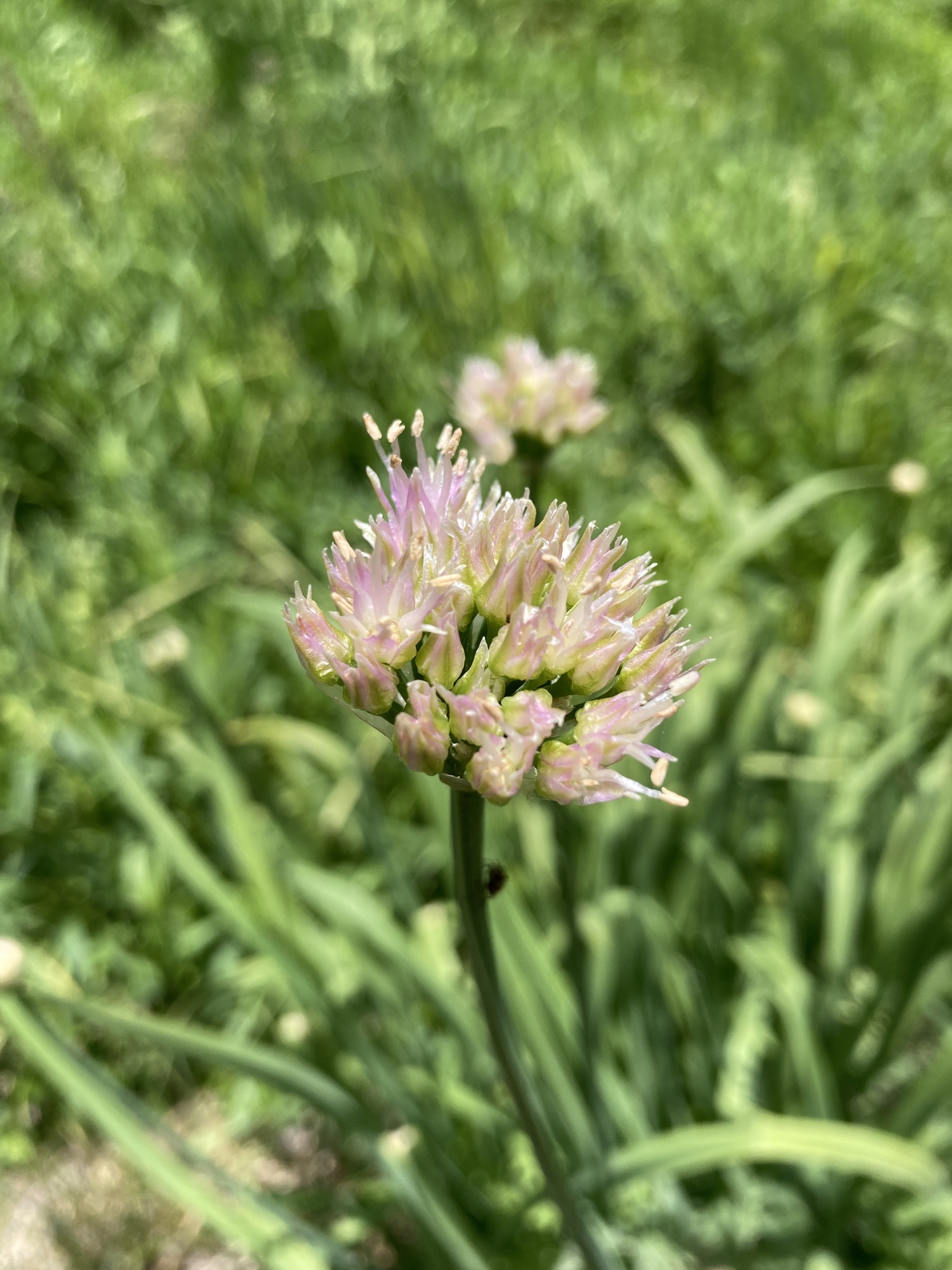 Allium validum S.Watson