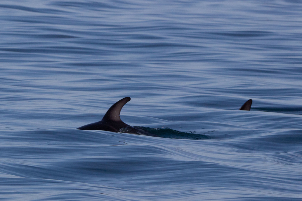 Dusky Dolphin from Kaikōura, New Zealand on April 25, 2018 at 01:38 PM ...