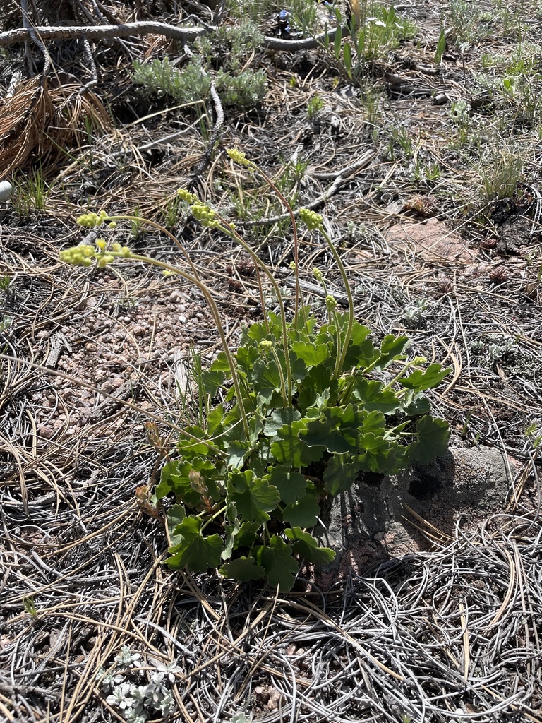 littleleaf alumroot from Arapaho & Roosevelt National Forests Pawnee ...