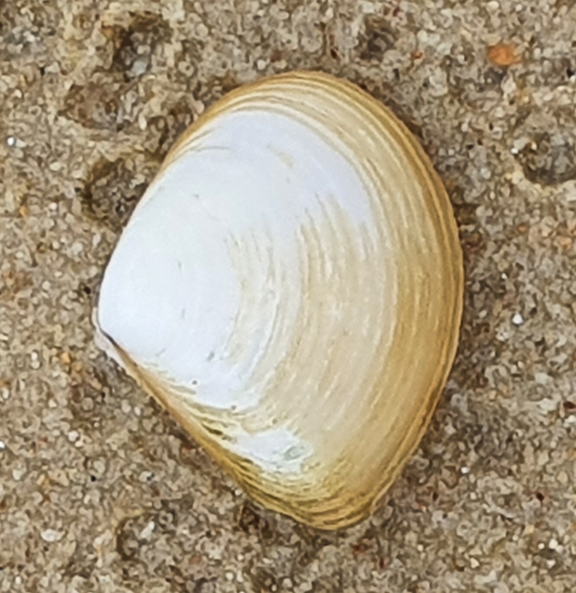 Atactodea striata (Gmelin, 1791)