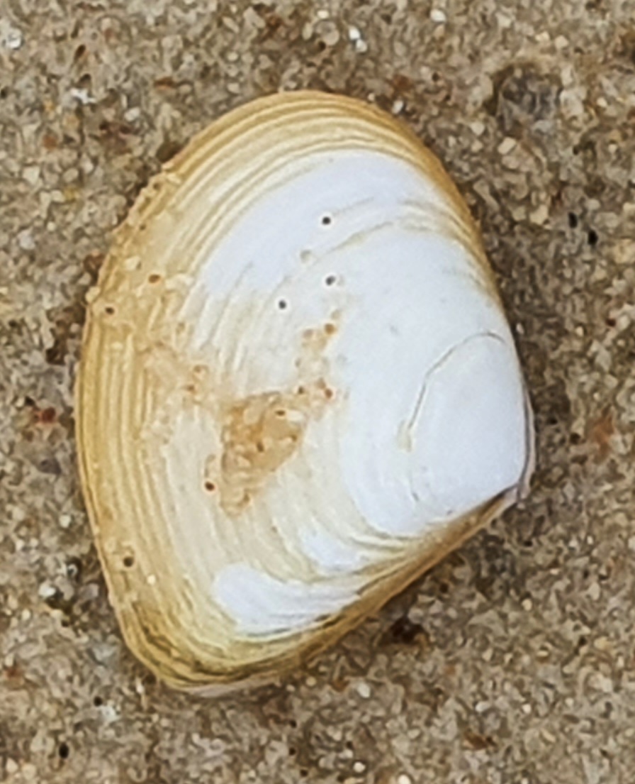 Atactodea striata (Gmelin, 1791)