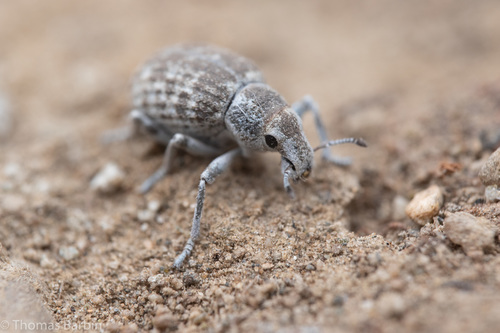 Ash Broad-nosed Weevil (Ophryastes cinerascens) wildspecies.ca