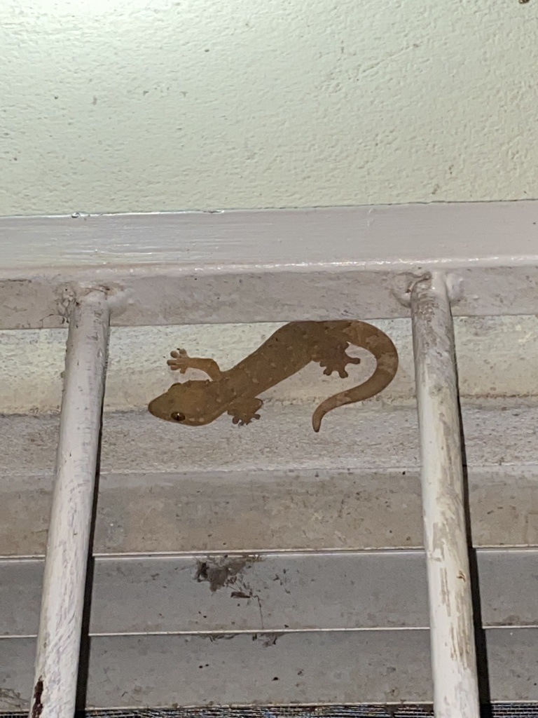 Northern Turniptail Gecko from Trinidad, Trinidad and Tobago, TT on ...