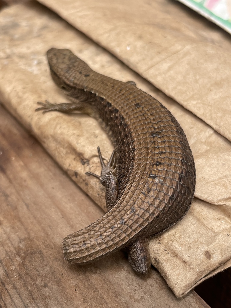 Northern Alligator Lizard from Ocean Dr, Fort Bragg, CA, US on June 2 ...