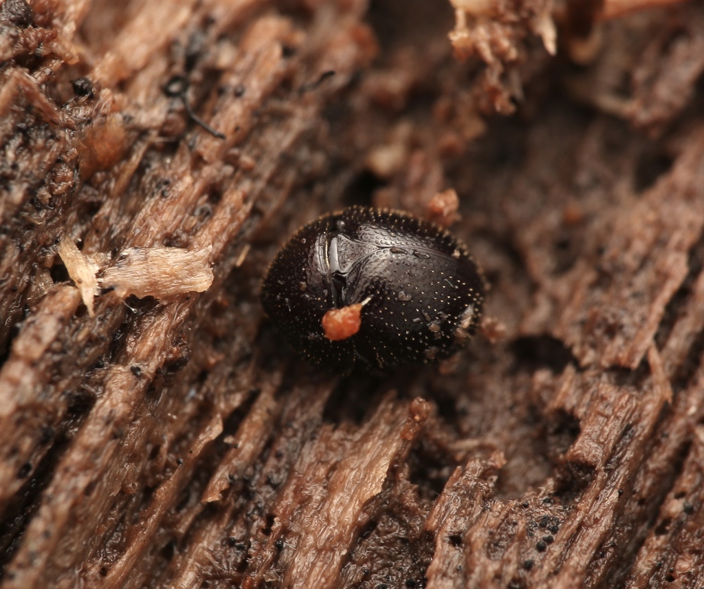 Scavenger and Pill Scarab Beetles from Upper Thomson Rd, Singapore on ...