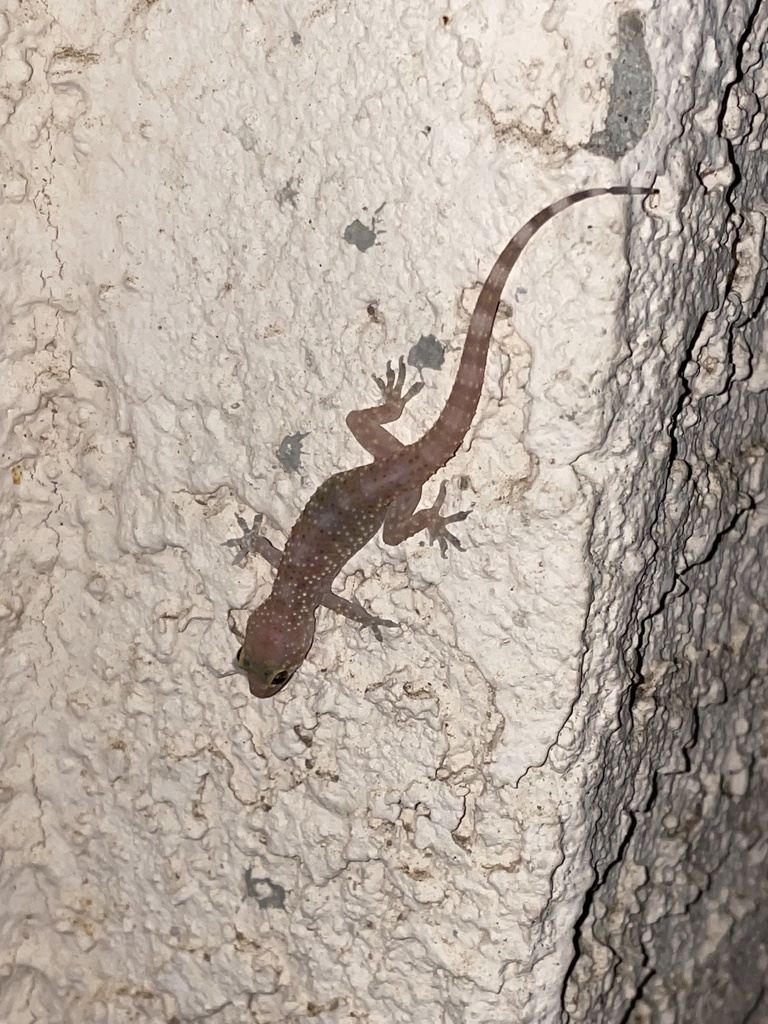 Mediterranean House Gecko from E 30th Pl, Yuma, AZ, US on June 12, 2022 ...
