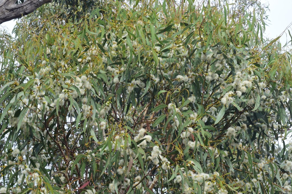 Long-leaved Box from Near McLeod's Lookout, Kooyoora SP, Brenanah VIC ...