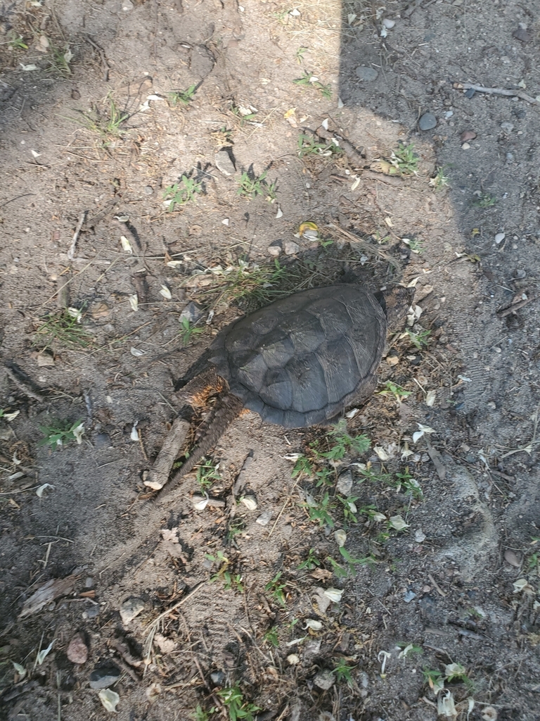 Common Snapping Turtle from East Harriet, Minneapolis, MN, USA on June ...