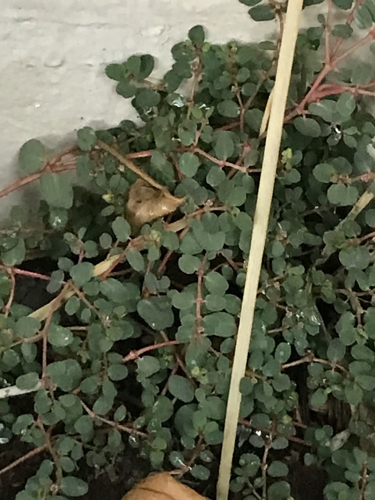 Matted Sandmat in June 2022 by Diego Almendras G. · iNaturalist