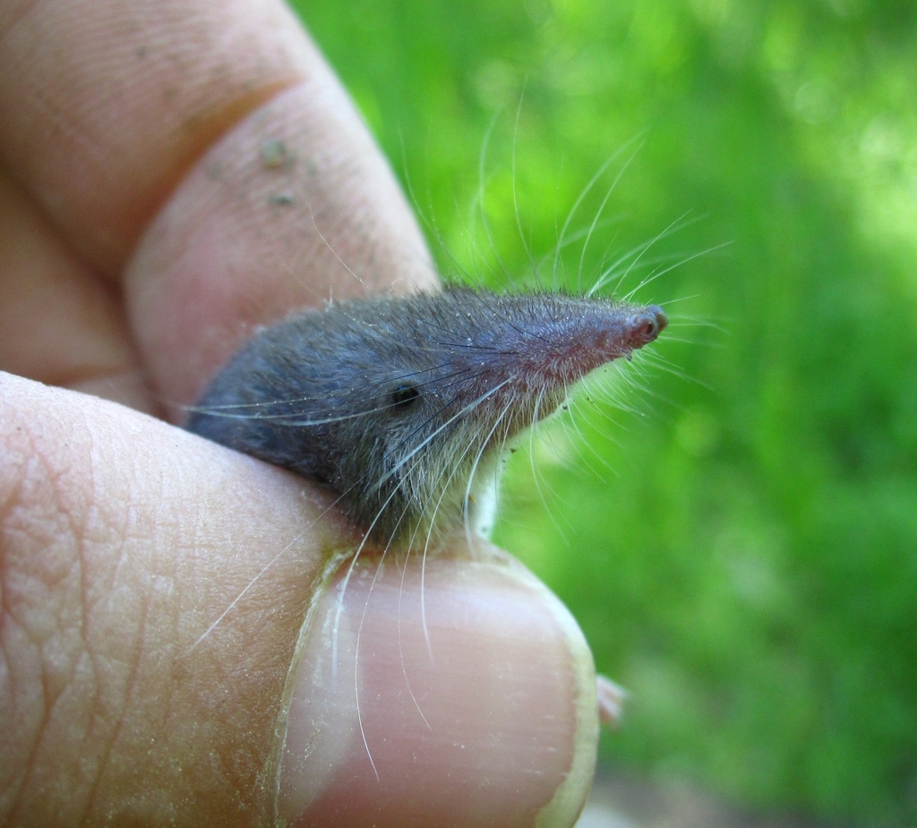 Lesser White-toothed Shrew from Chuvashia Republic, Russia, 429525 on ...