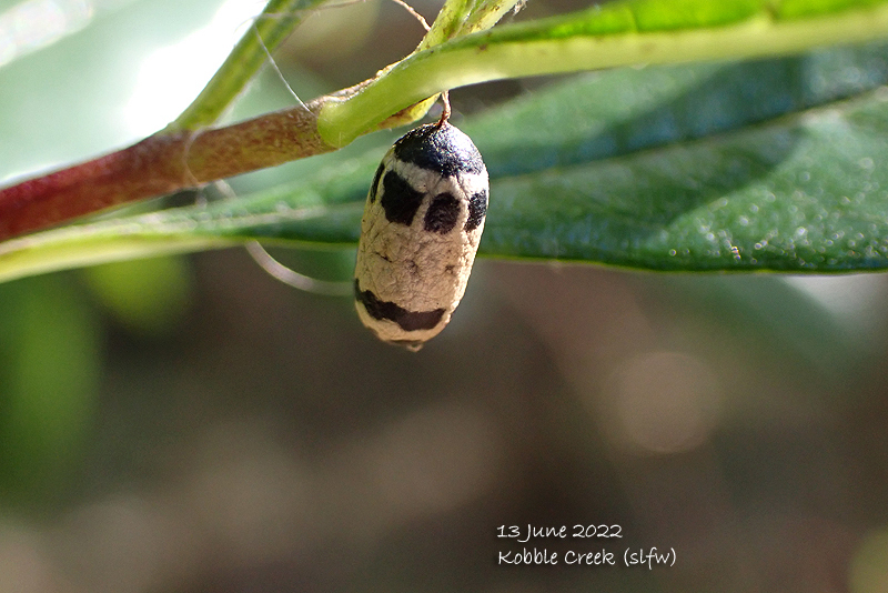 Hyposoter didymator from Kobble Creek QLD 4520, Australia on June 13 ...