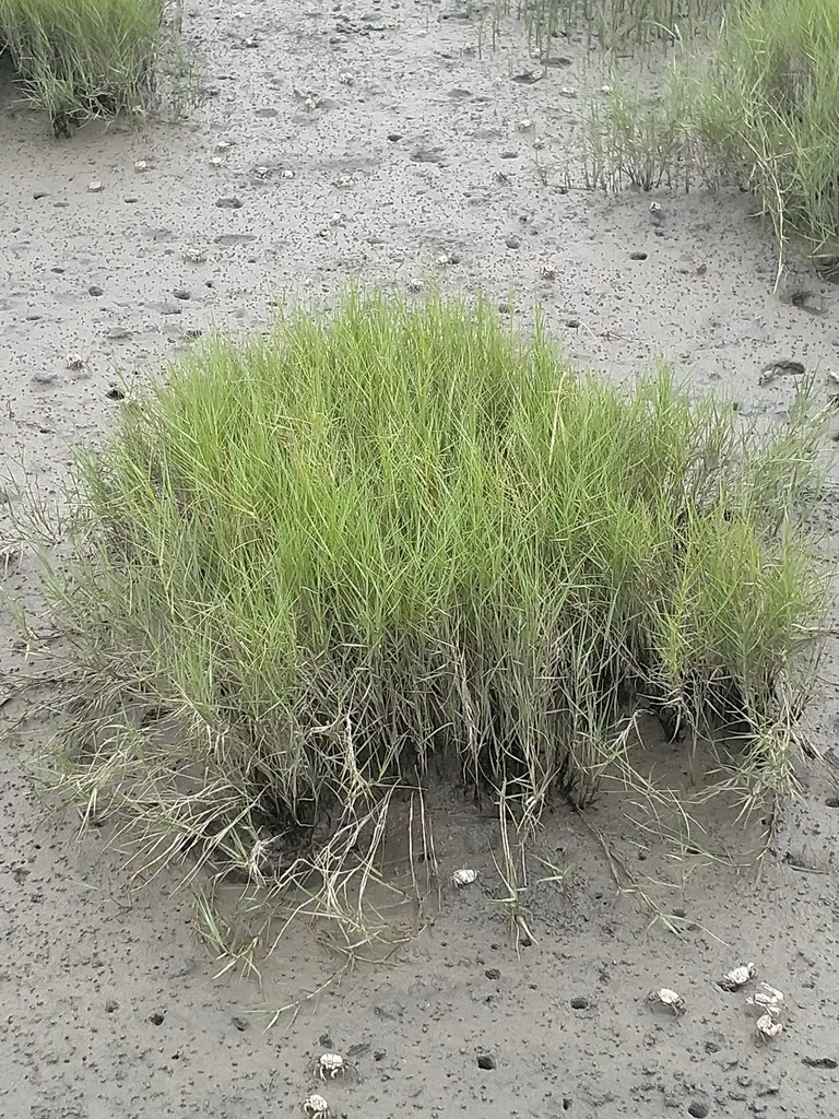 Seashore Dropseed (RE 12.1.2) · iNaturalist