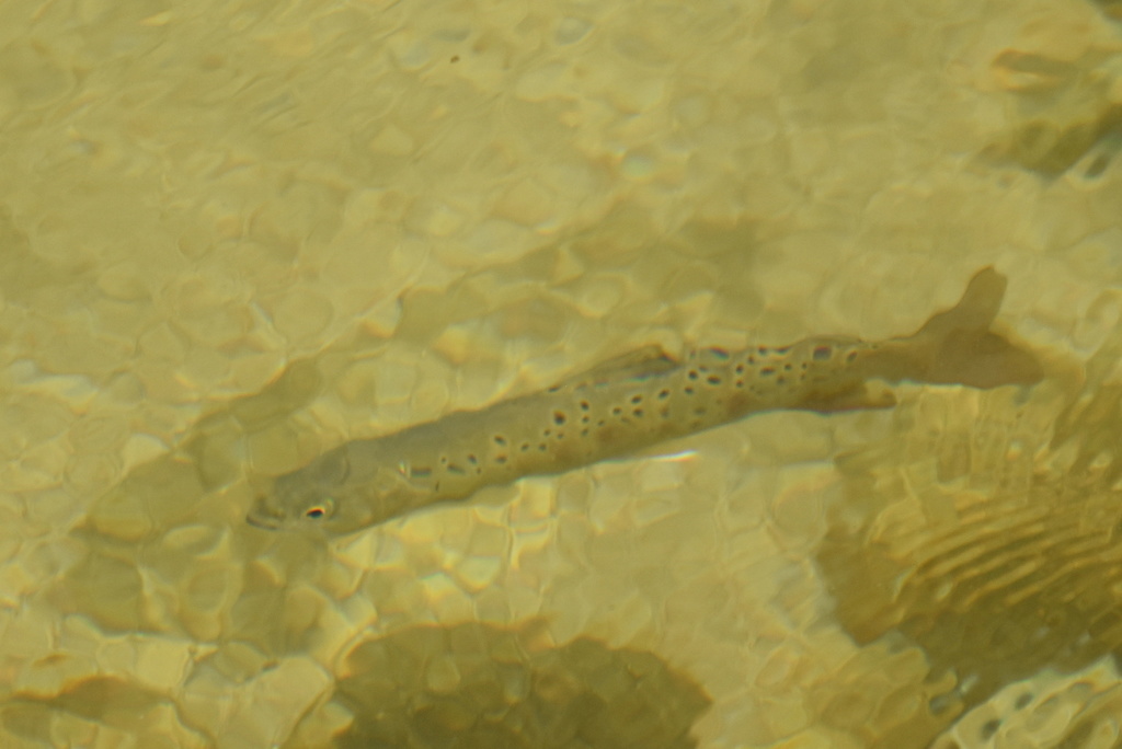 Tsinling lenok in August 2018 by 桃子 · iNaturalist