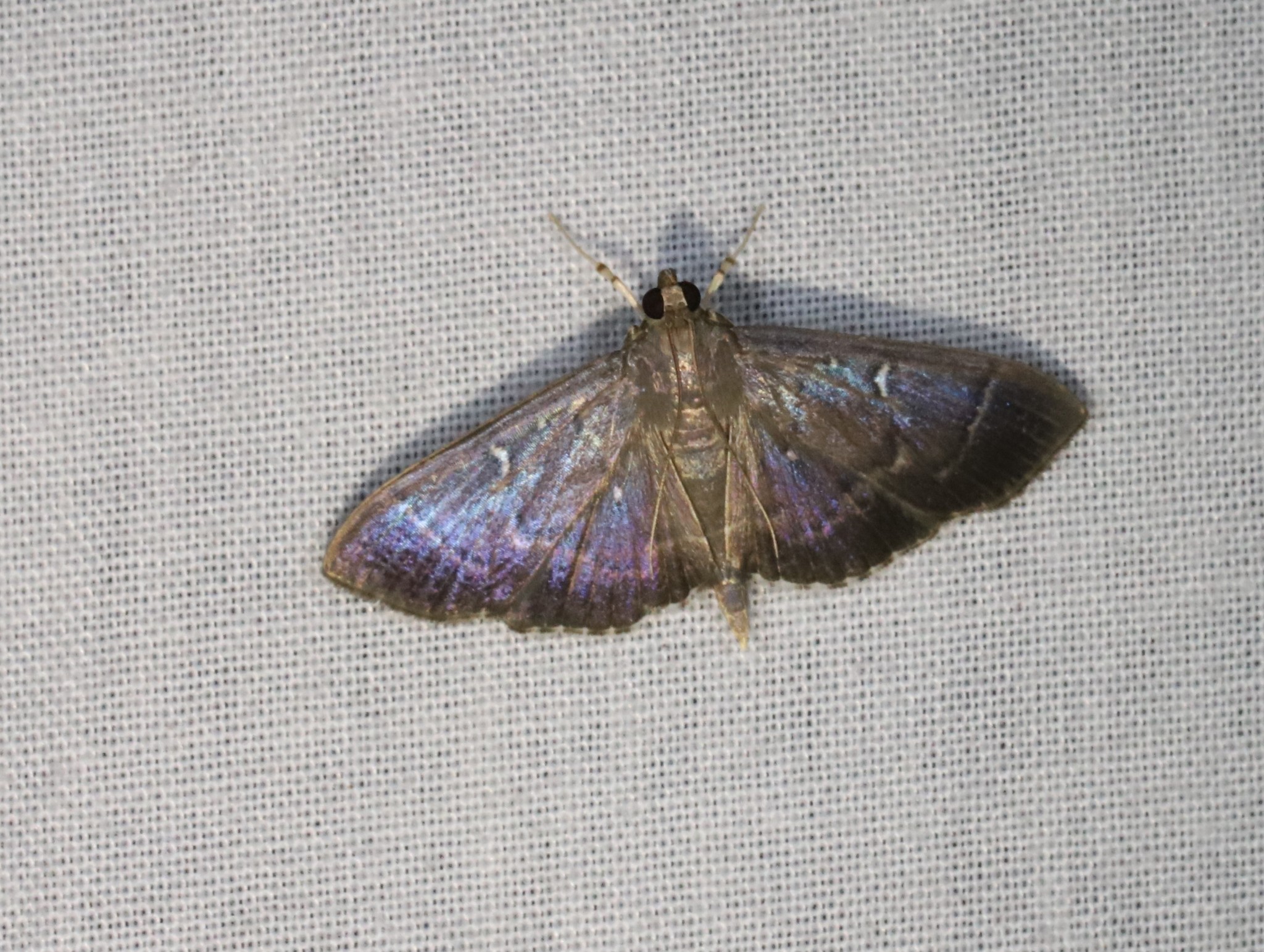 Pramadea Moore, 1888