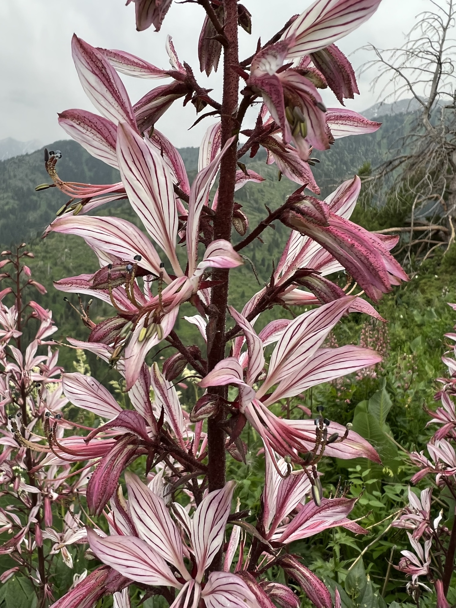 Dictamnus angustifolius G.Don ex Sweet