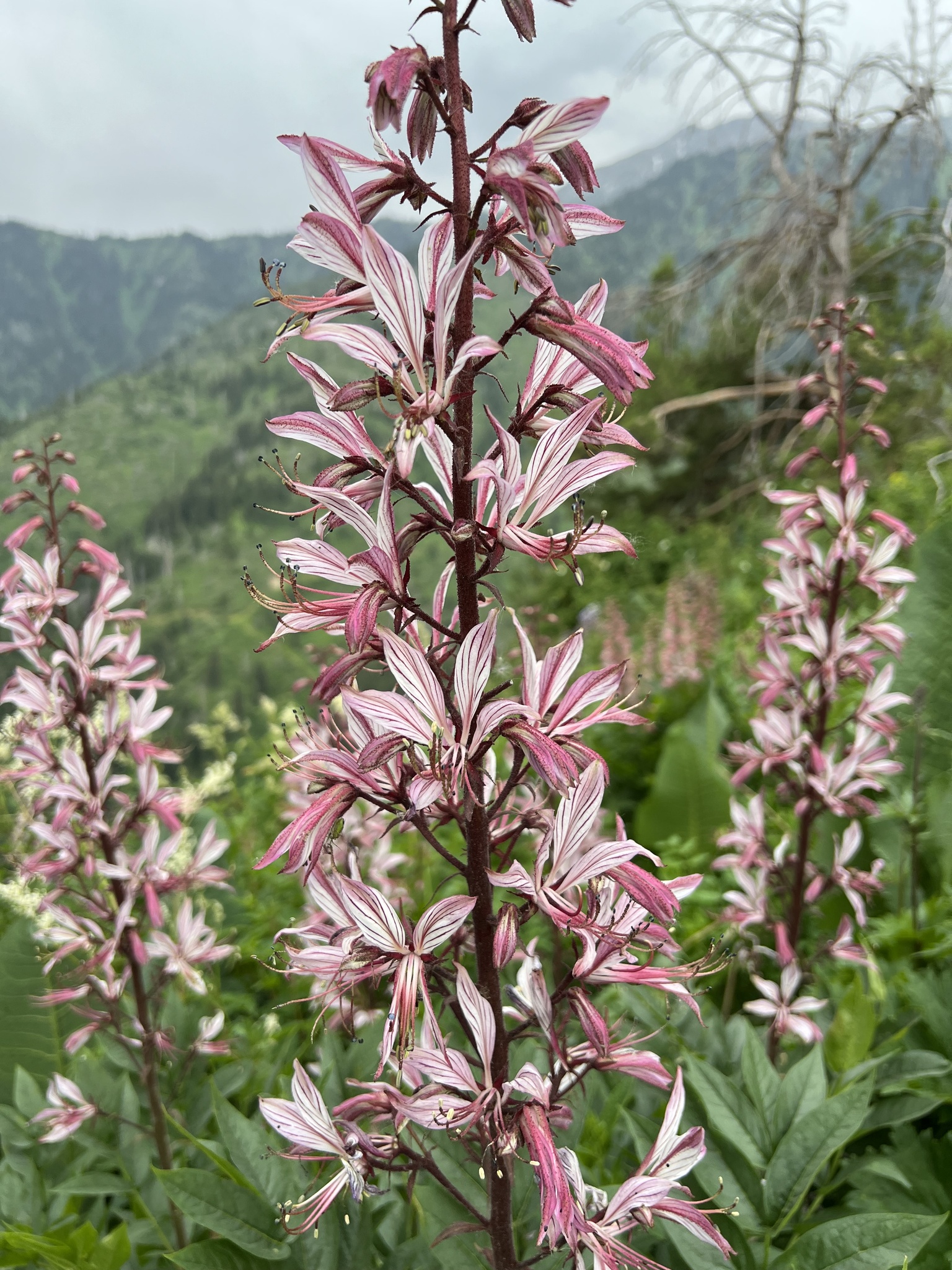 Dictamnus angustifolius G.Don ex Sweet