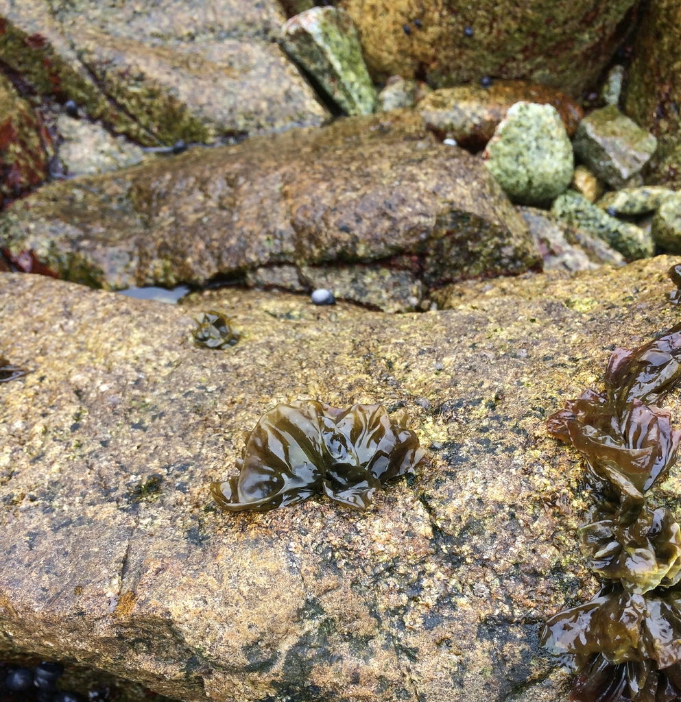 Pyropia columbina (Rocky Shore Species of the Americas) · iNaturalist