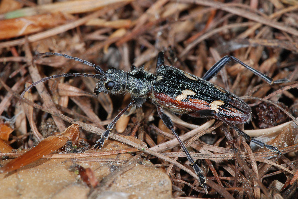 Two-banded Longhorn Beetle from Ipweger Büsche, 26180 Rastede ...