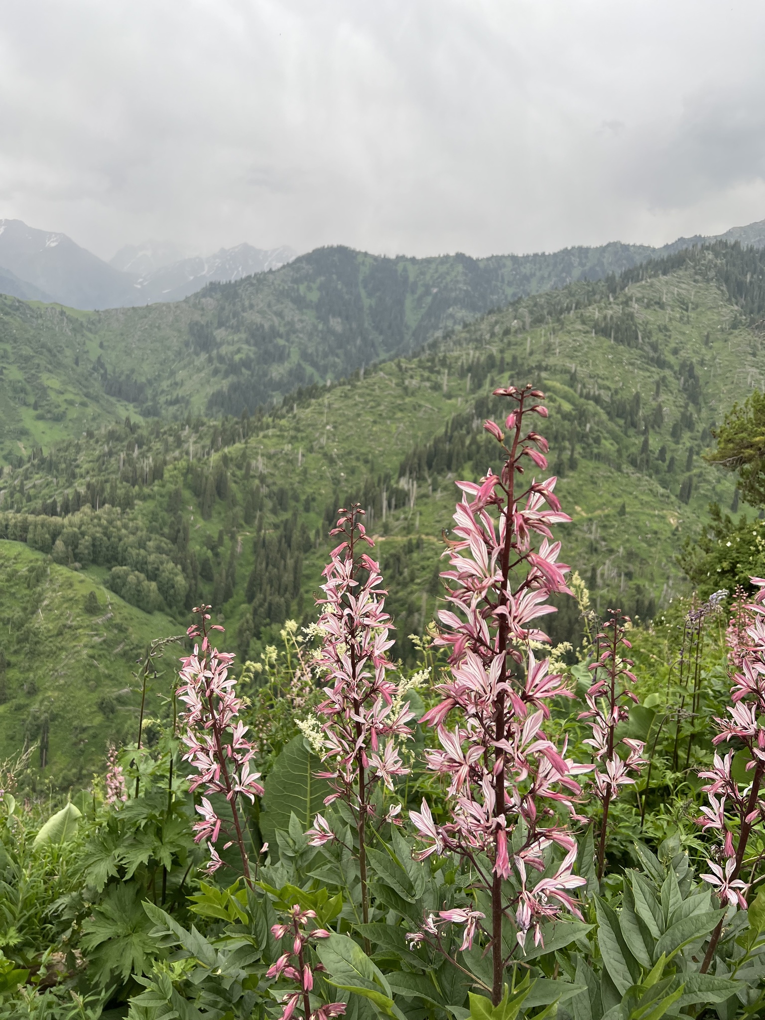 Dictamnus angustifolius G.Don ex Sweet