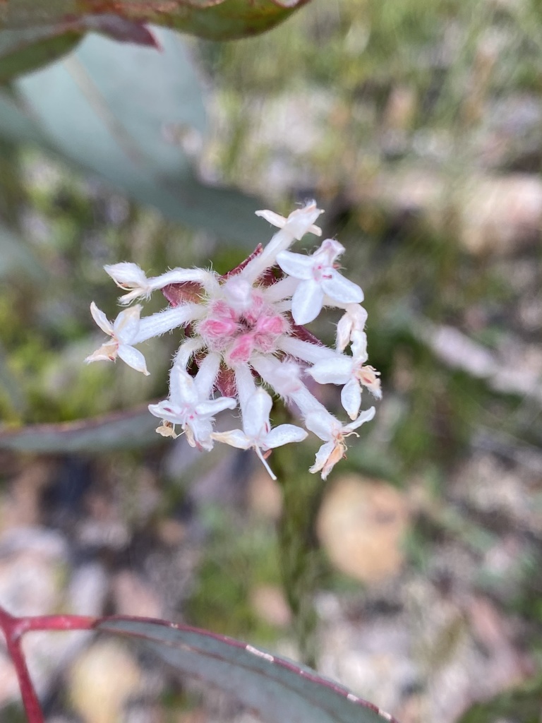 Queen of the Bush from Newnes Campground, Newnes Plateau, NSW, AU on ...