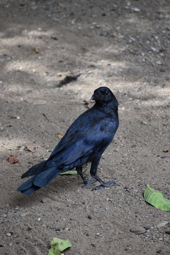 Flores Crow in June 2022 by rias · iNaturalist