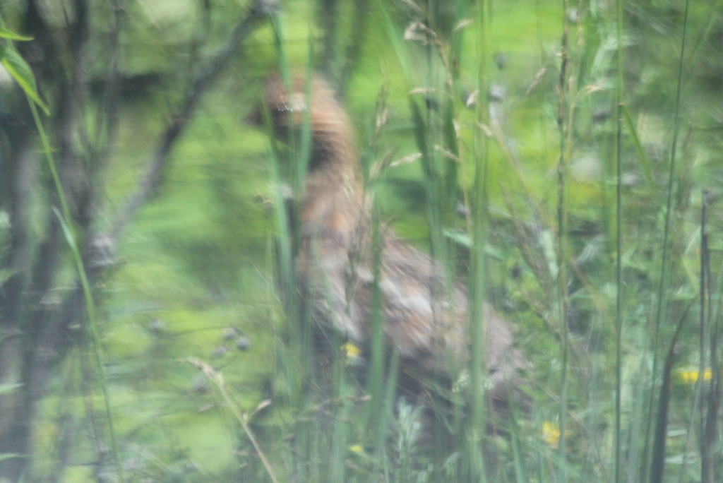 Ruffed Grouse from Davis, WV 26260, USA on June 29, 2018 at 11:20 AM by ...