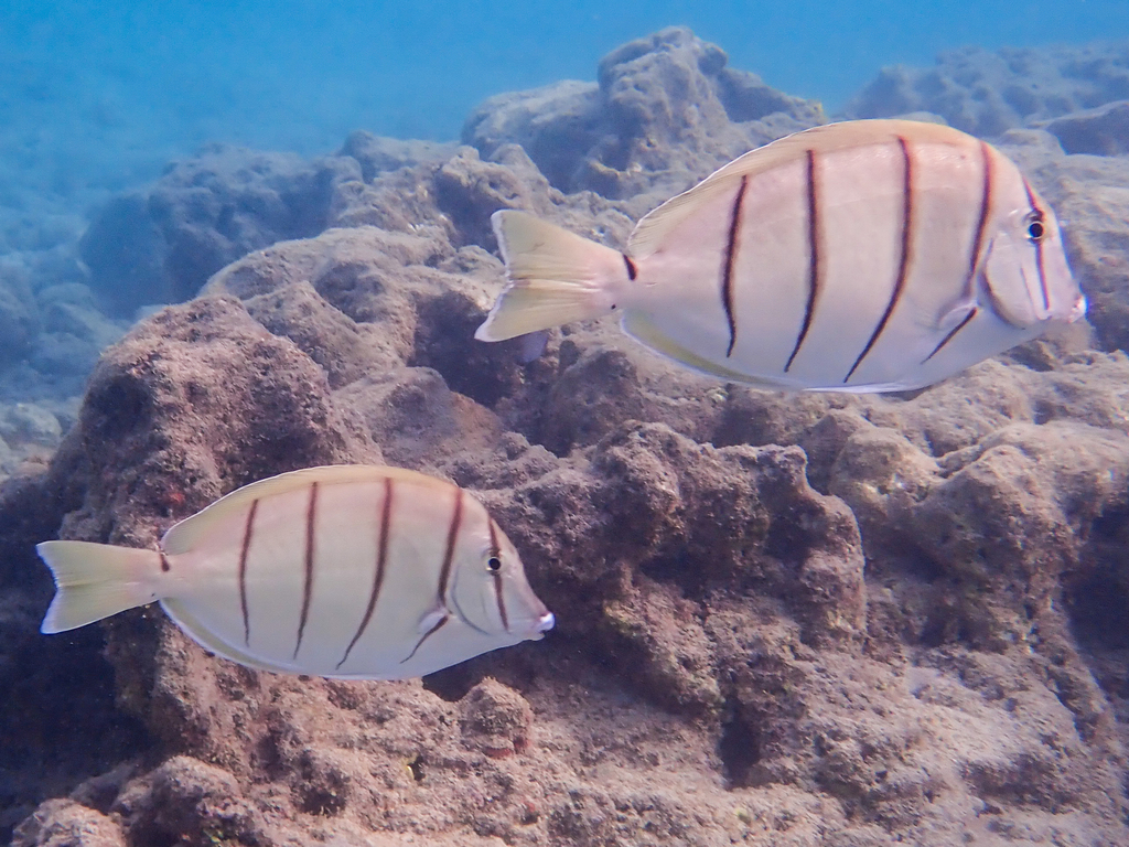 Hawaiian Convict Surgeonfish (Acanthurus triostegus sandvicensis ...