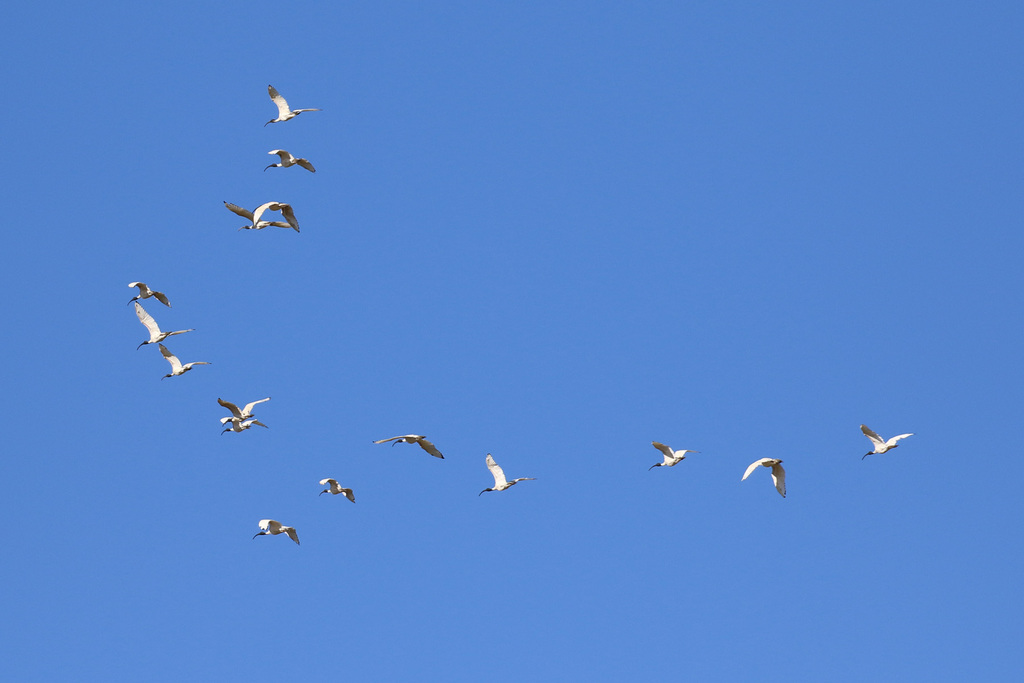 Australian White Ibis from South Jerrabomberra, Environa, Queanbeyan ...