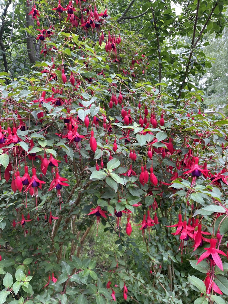 Hardy Fuchsia from St. George's Fields, Leeds, England, GB on June 13 ...