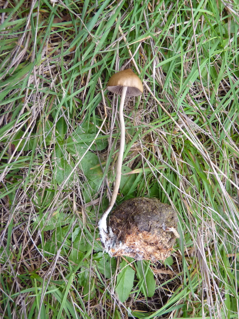 Psilocybe alutacea from Lower Moutere, New Zealand on June 25, 2020 at ...