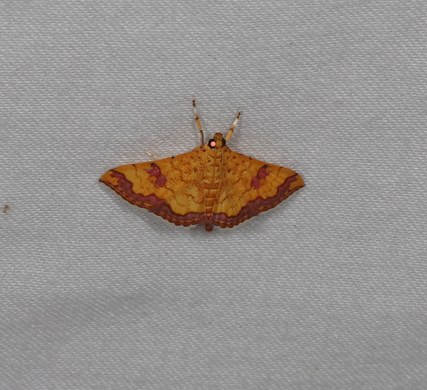 Isocentris filalis Guenée, 1854