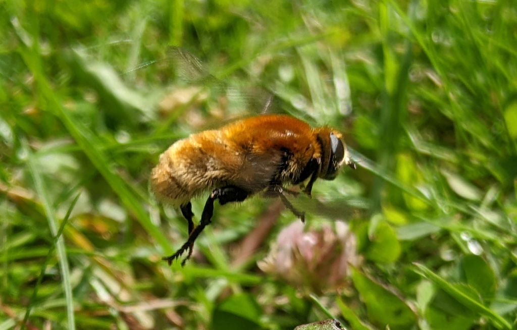 Narcissus Bulb Fly from London W10, UK on June 13, 2022 at 11:04 AM by ...