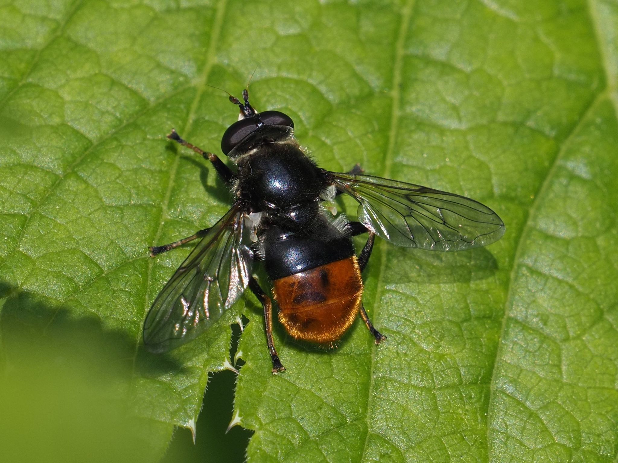 Blera fallax (Linnaeus, 1758)