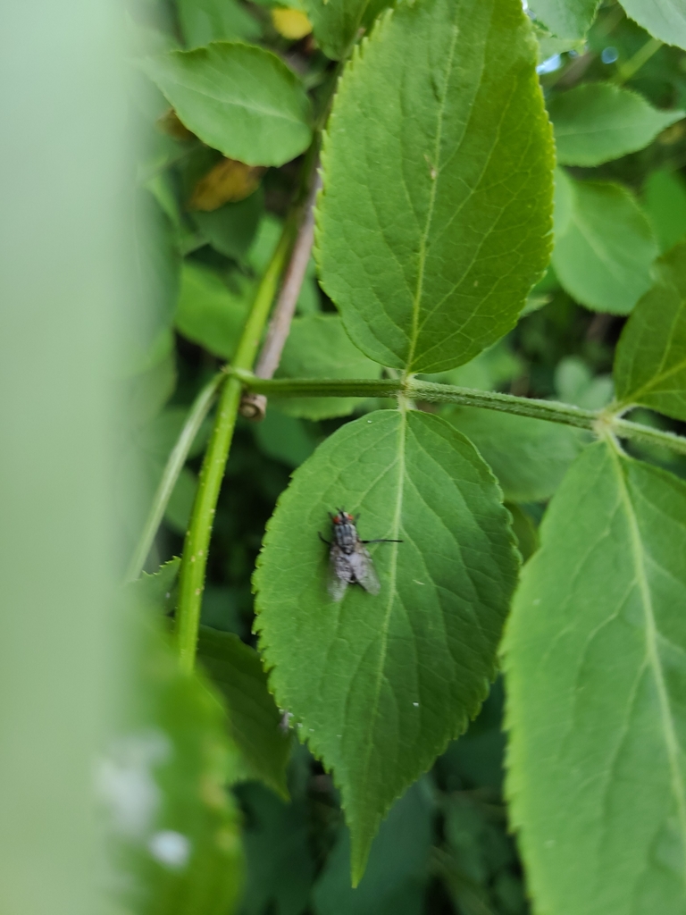 Calyptrate Flies from Charlottenlund on June 13, 2022 at 12:40 PM by ...