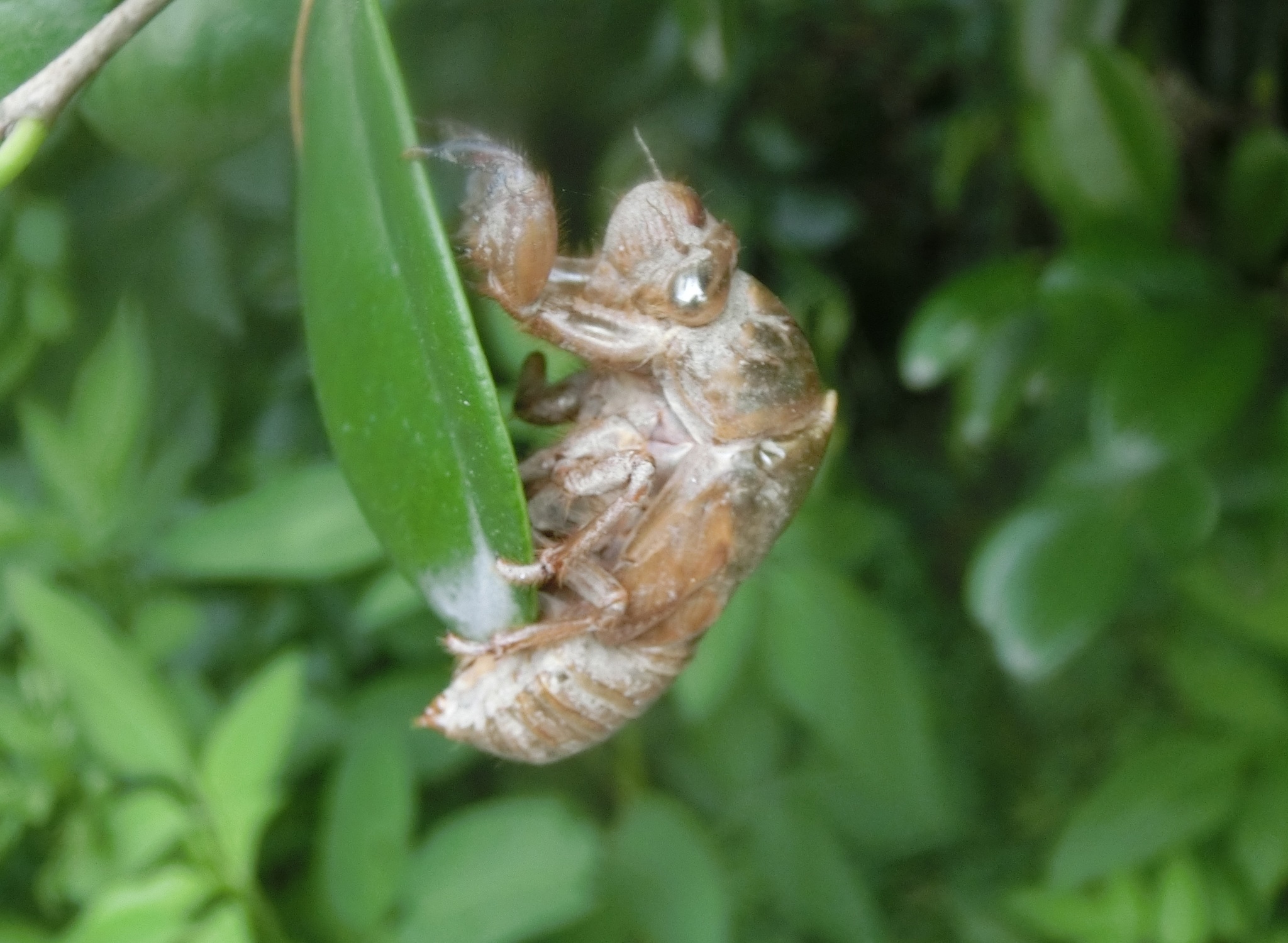 Cryptotympana atrata (Fabricius, 1775)