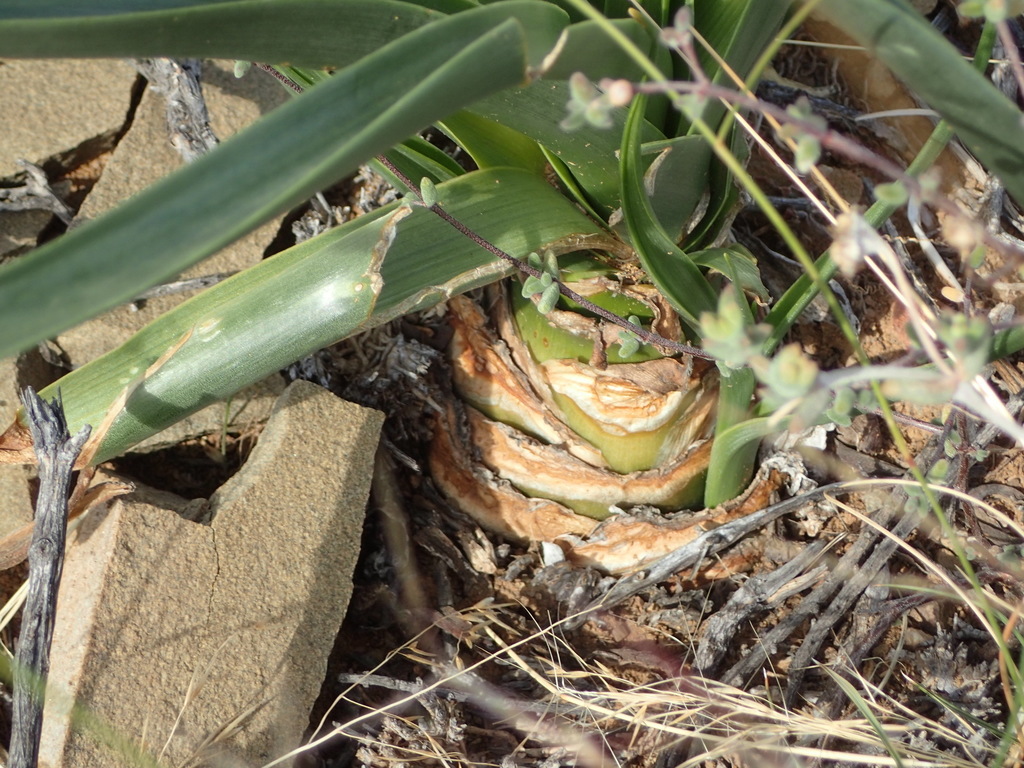 Thick Slime-lily from N12, Nieu Bethesda - Meiringpoort, Central Karoo ...