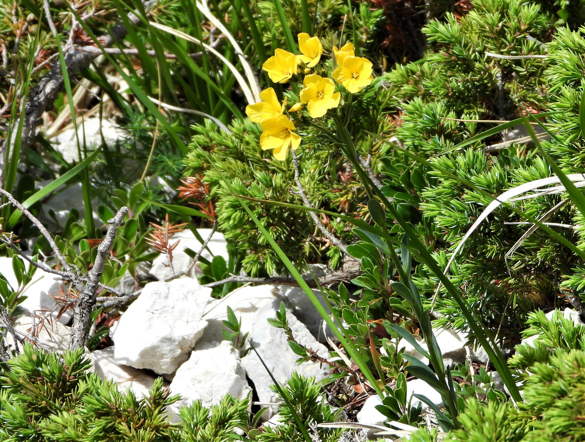 Linum capitatum Schult.